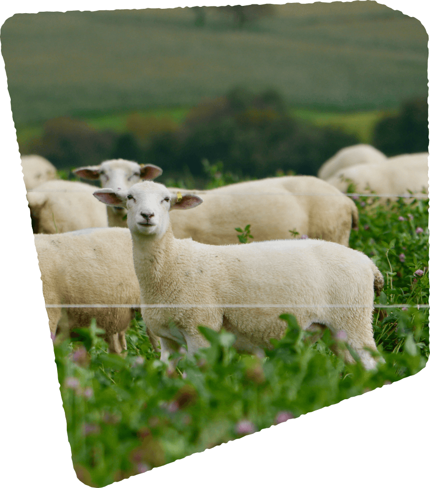 Becoming certified with Pasture for Life