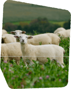Pasture-based Farm Management Practices | Grazing Livestock