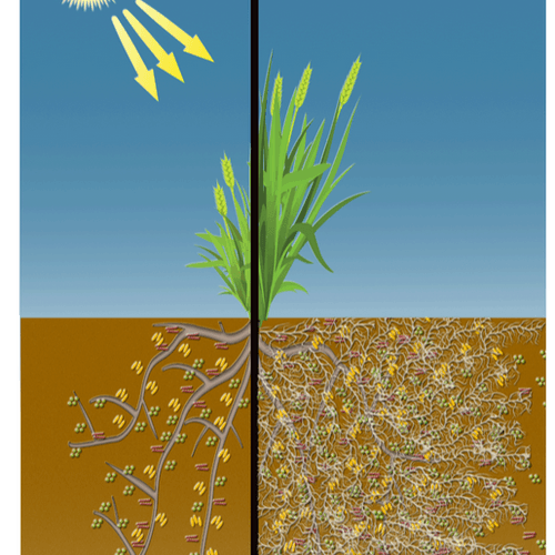 Pasture for Life Resources